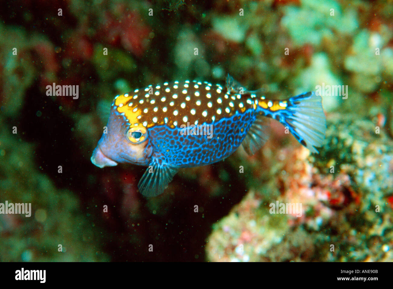 Spotted boxfish male Ostracion meleagris Maui Hawaii N Pacific Stock ...