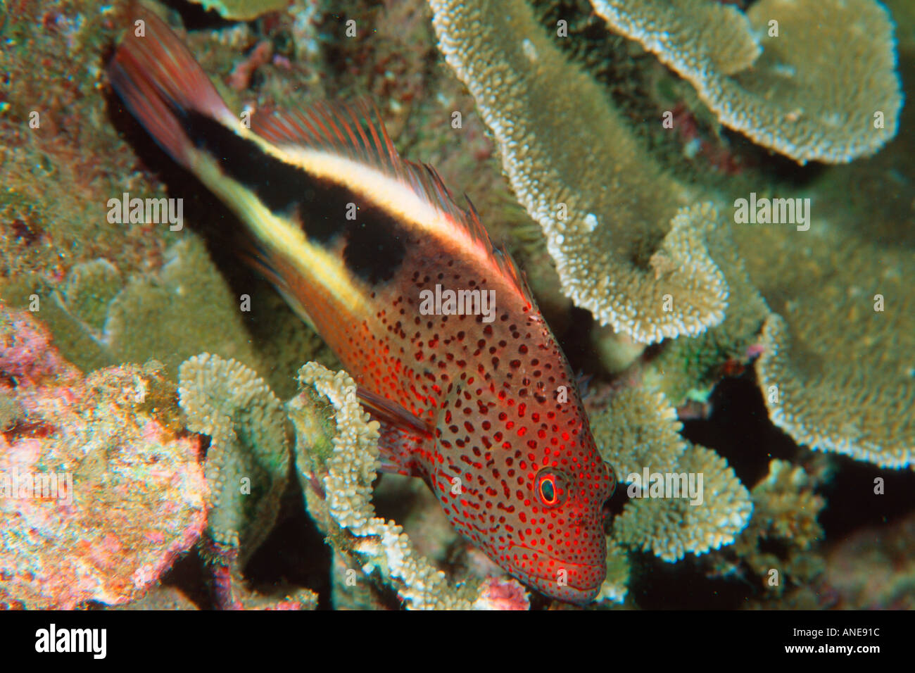 Blackside hawkfish Paracirrhites forsteri Maui Hawaii N Pacific Stock ...
