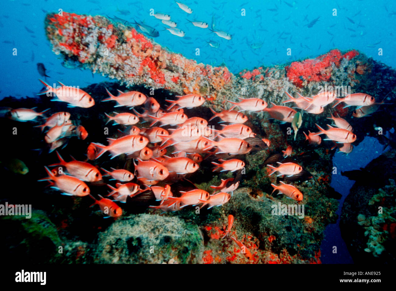 Blackbar soldierfish aggregation Myripristis jacobus Vapor de Baixo ...