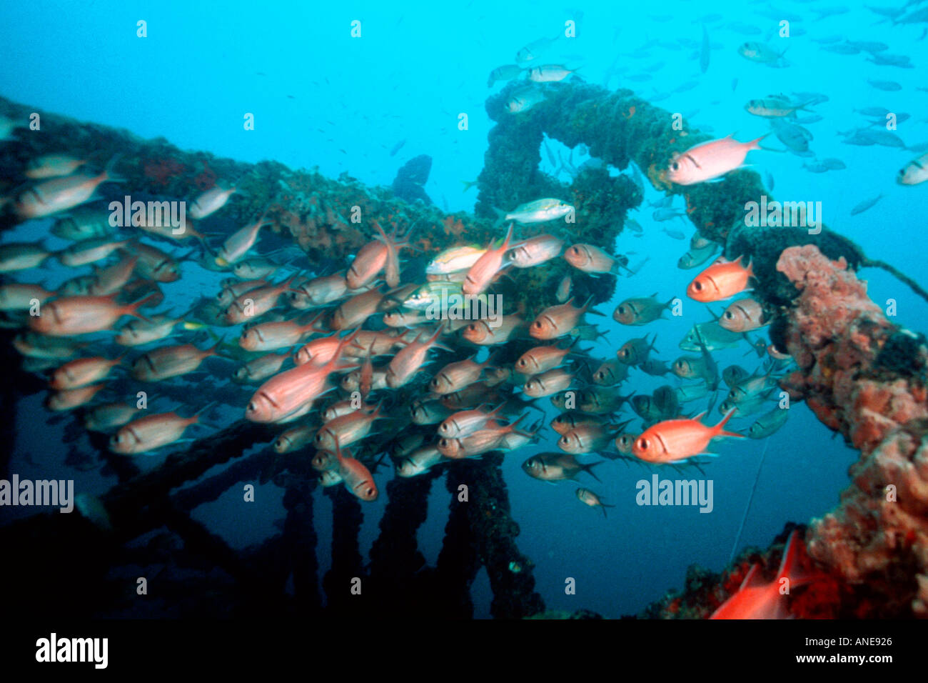 Blackbar soldierfish aggregation Myripristis jacobus Vapor de Baixo ...
