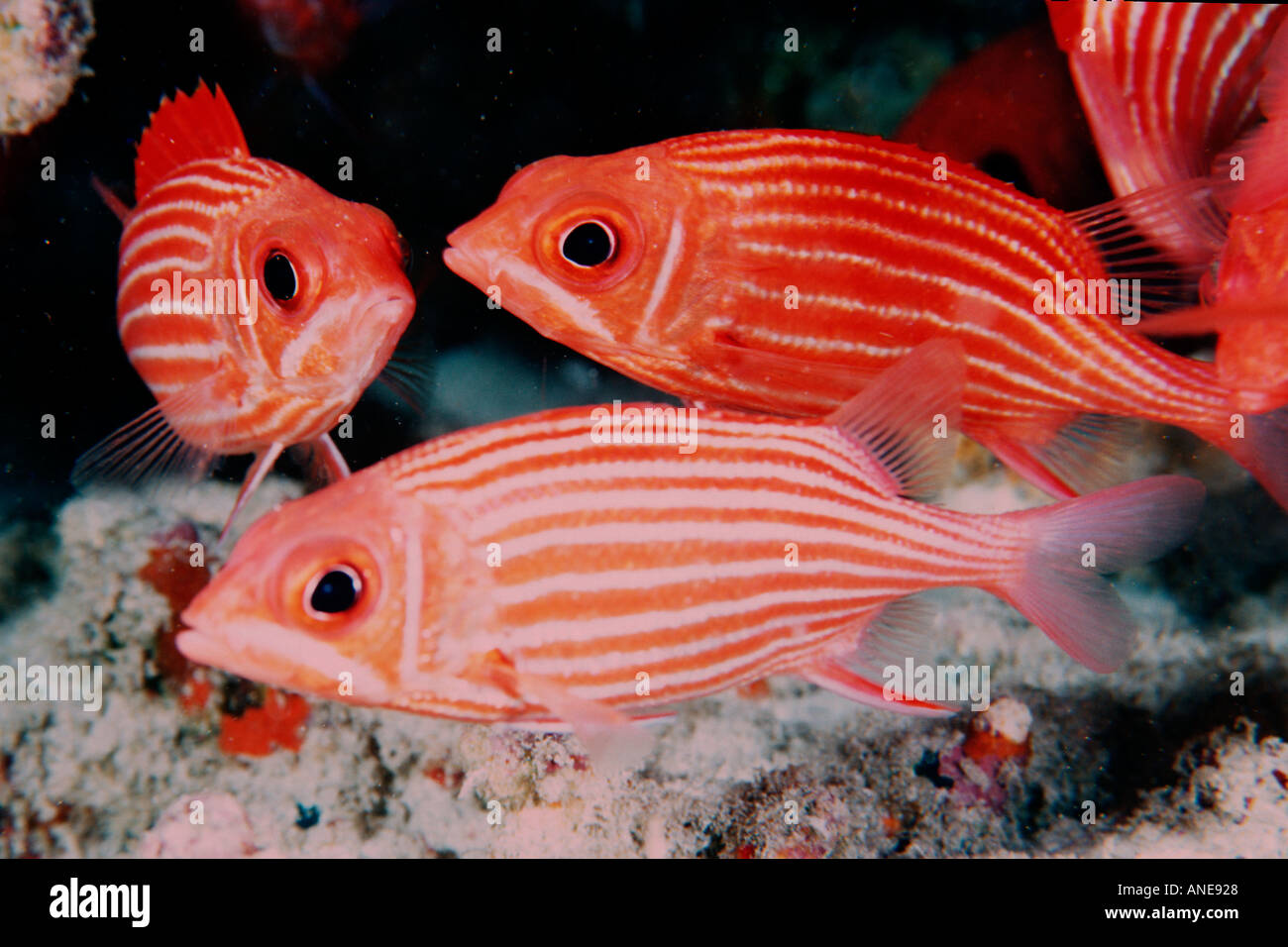 Hawaiian squirrelfish endemic Sargocentrum xantherythrum Oahu Hawaii N ...