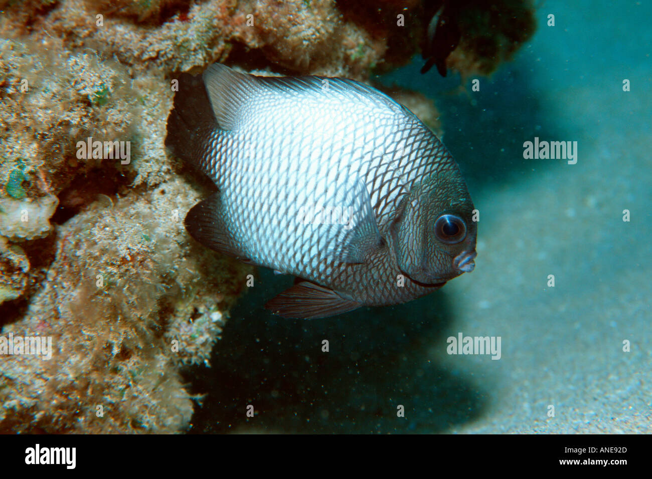 Hawaiian damselfish endemic Dascyllus albisella Oahu Hawaii N Pacific ...