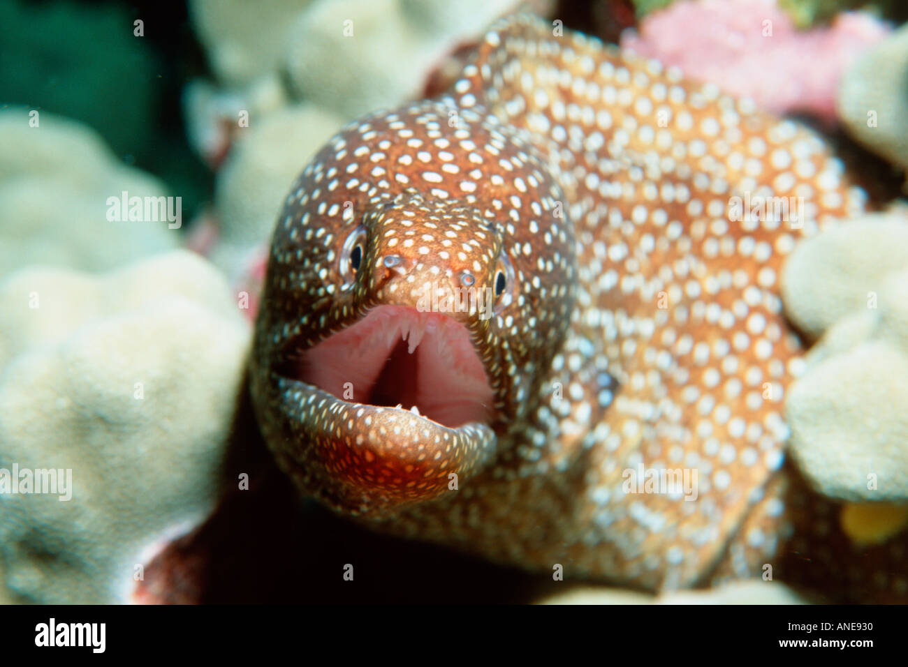 Hawaiian moray eel hi-res stock photography and images - Alamy
