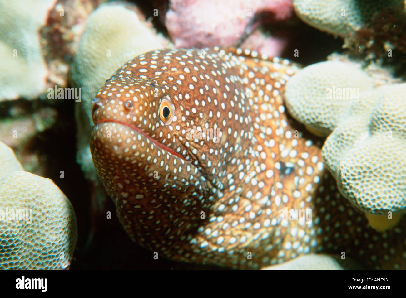 Hawaiian moray eel hi-res stock photography and images - Alamy