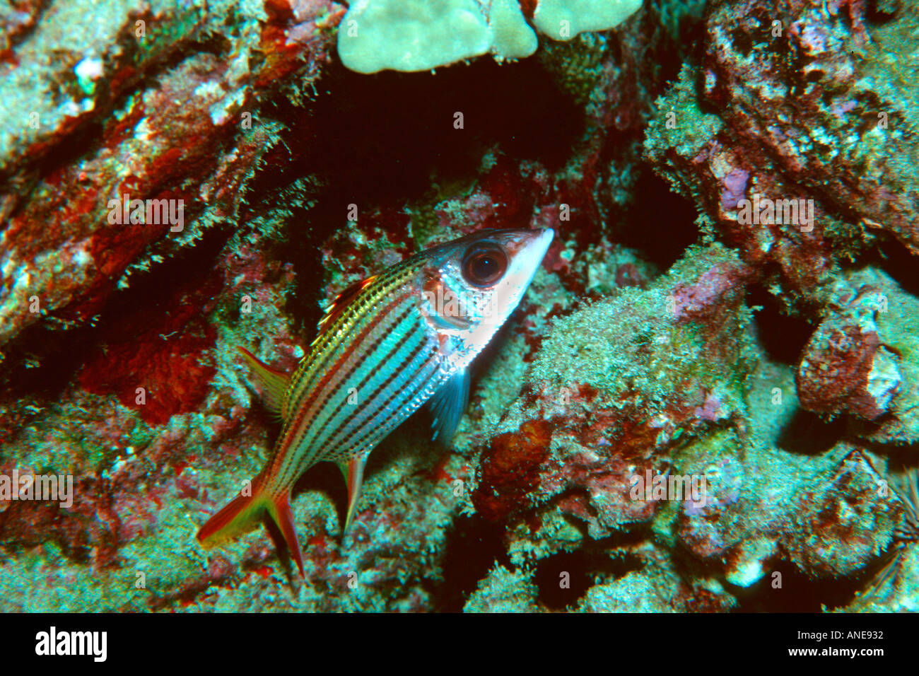 Hawaiian squirrelfish hi-res stock photography and images - Alamy