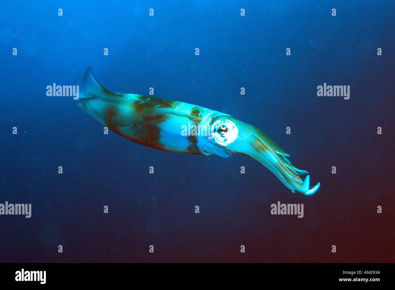 Oval squid Sepioteuthis lessoniana Sea Cave Oahu Hawaii N Pacific Stock ...