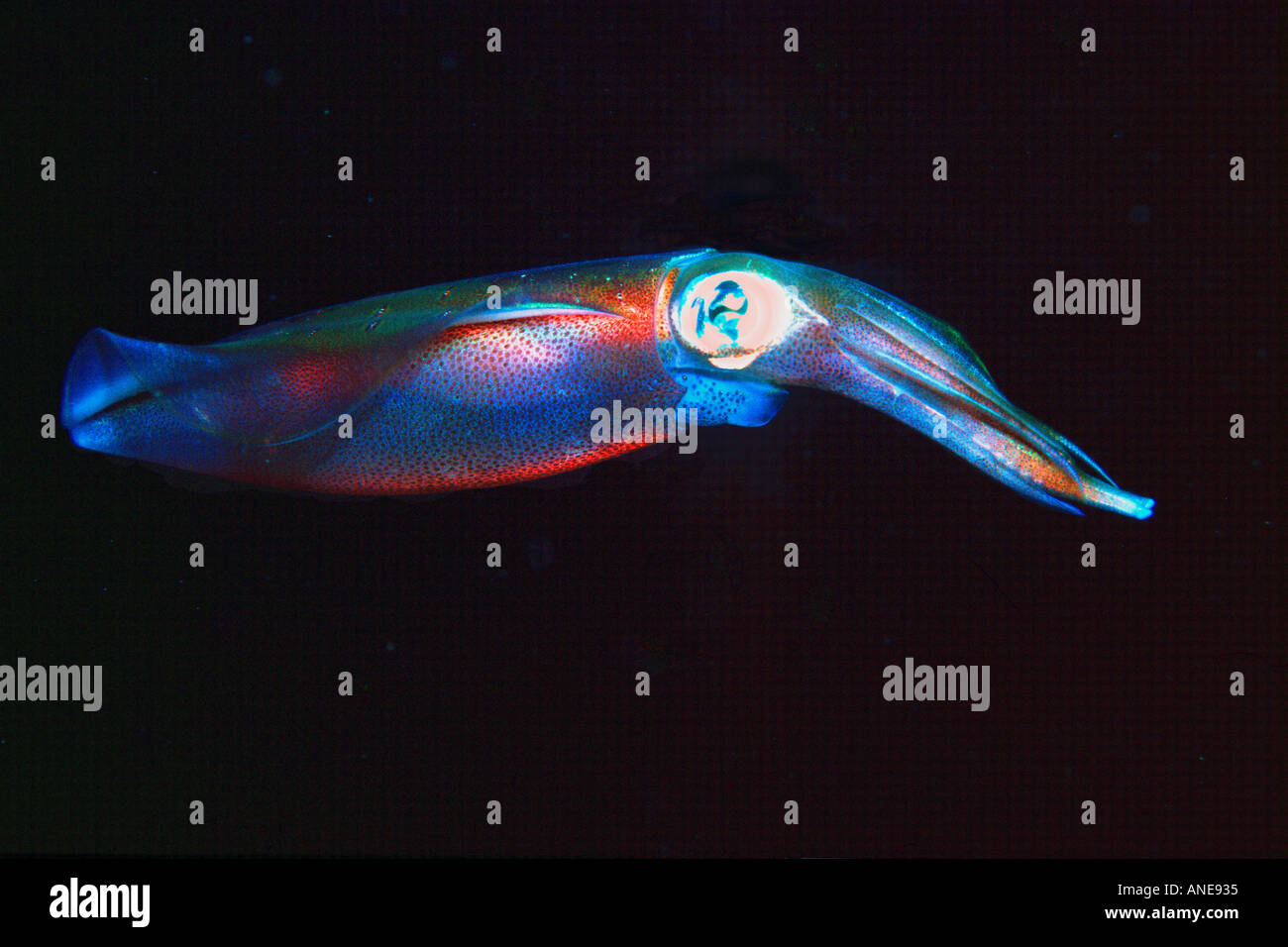 Oval squid Sepioteuthis lessoniana Sea Cave Oahu Hawaii N Pacific Stock ...