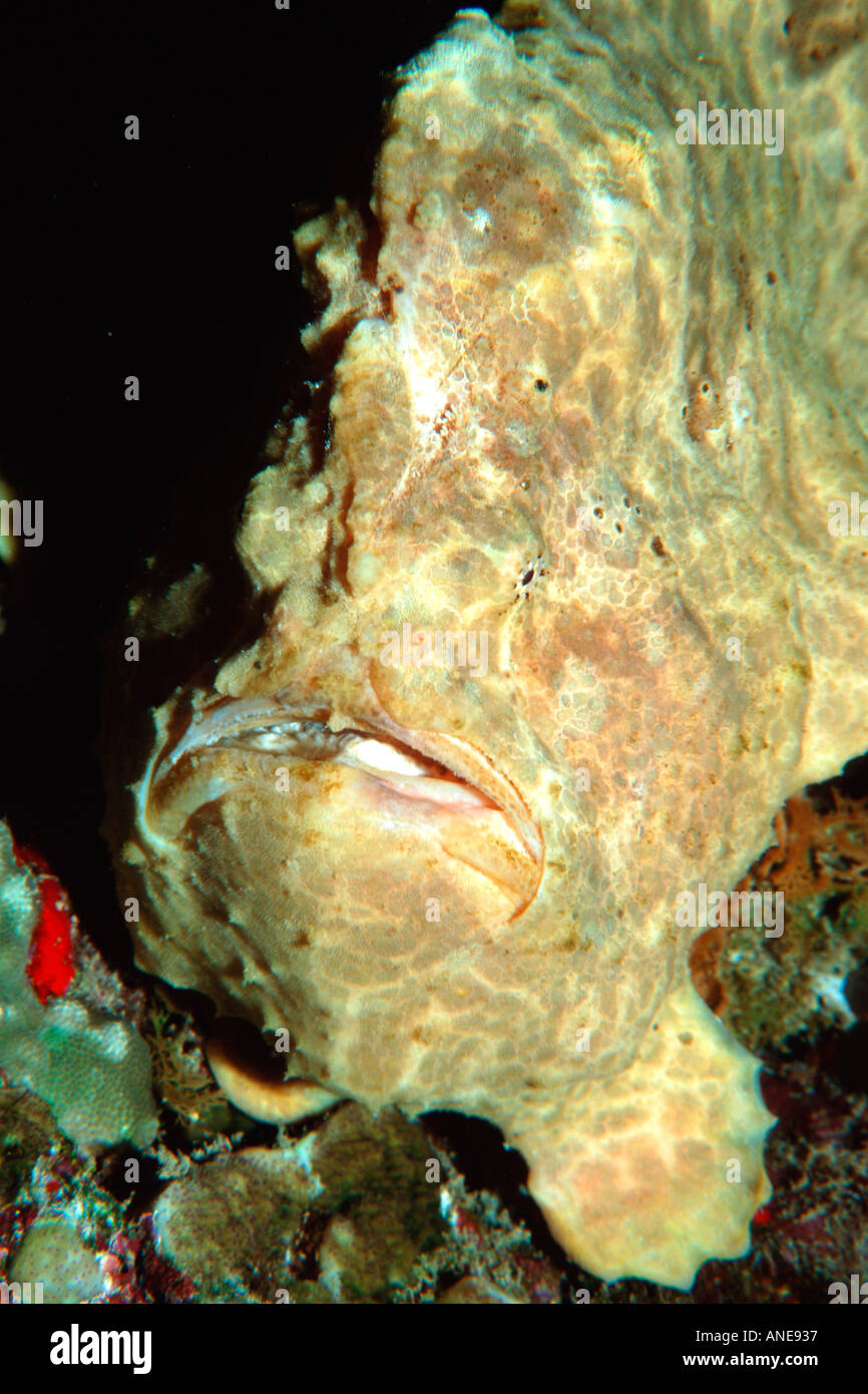 Wart fish hi-res stock photography and images - Alamy