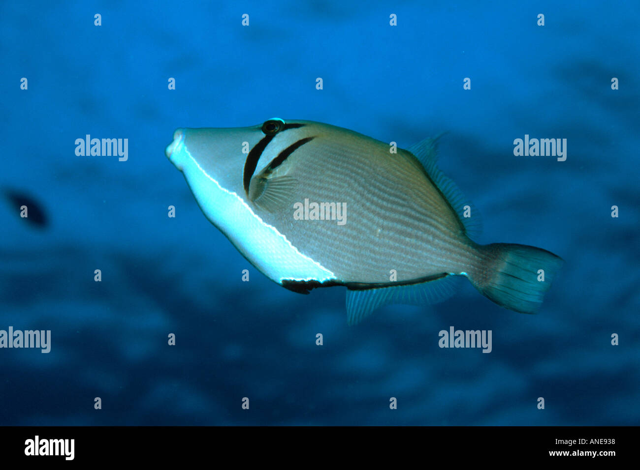 Bursa trigger hi-res stock photography and images - Alamy