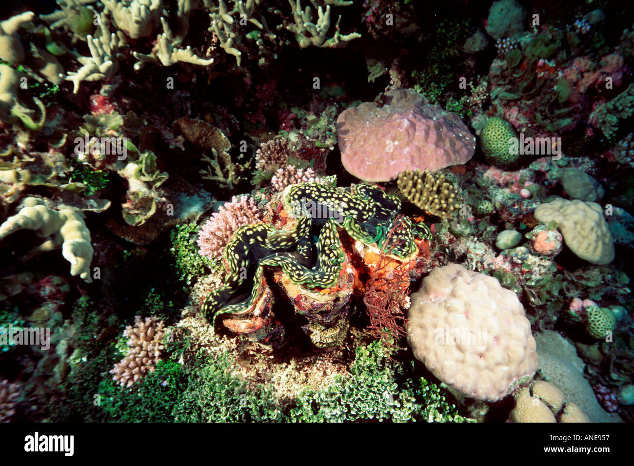 Fluted giant clam Tridacna squamosa Mili Marshall Islands N Pacific ...