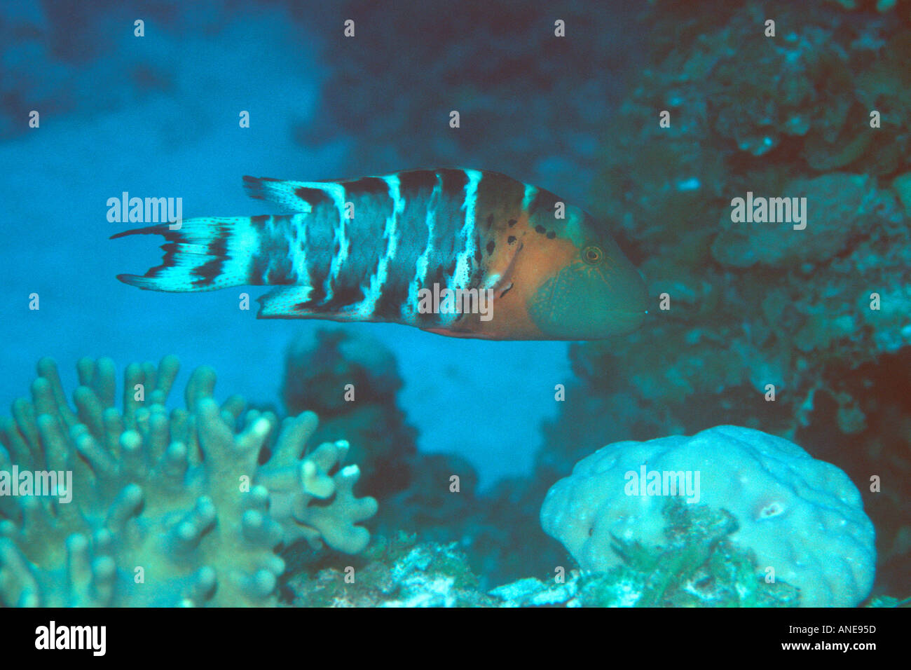 Red breasted wrasse Cheilinus fasciatus Mili Marshall Islands N Pacific ...