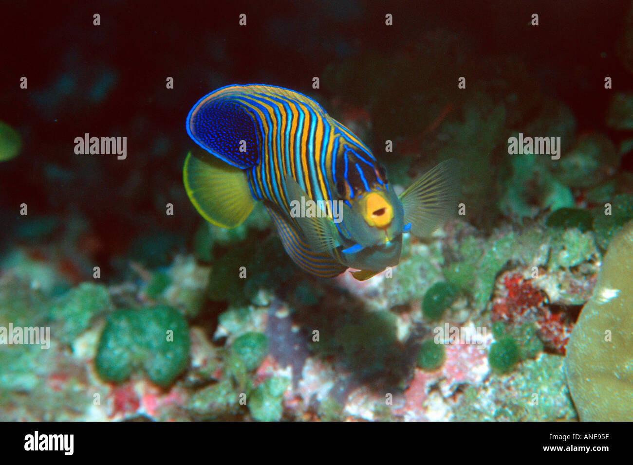 Regal angelfish Pygoplites diacanthus Mili Marshall Islands N Pacific ...