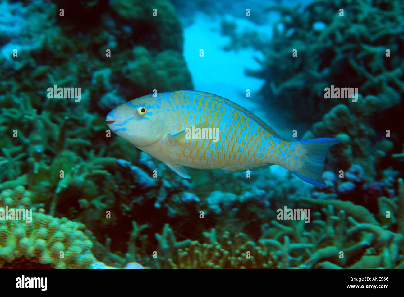 Blue barred parrotfish Scarus ghobban Mili Marshall Islands N Pacific ...