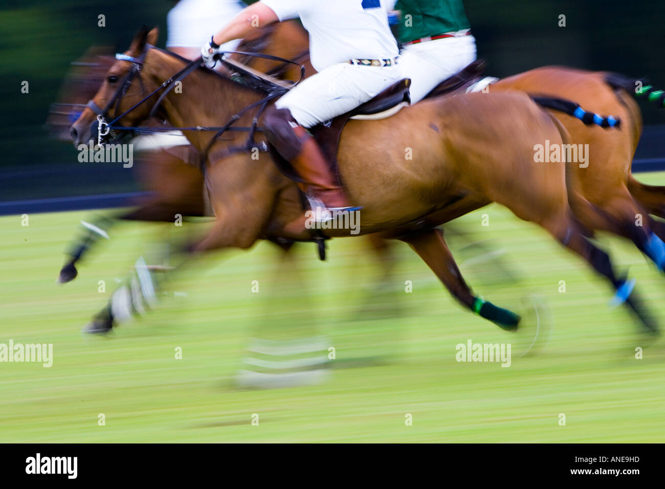 Polo ponies hi-res stock photography and images - Alamy