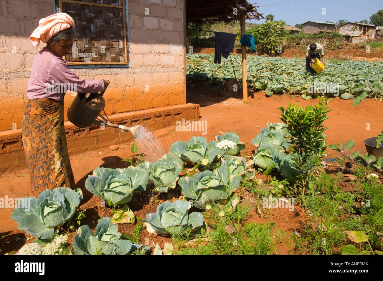 woman watering cabbages in her backyard garden Stock Photo - Alamy