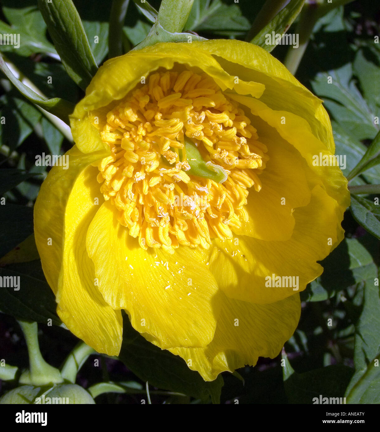 Ludlows tree peony hi-res stock photography and images - Alamy