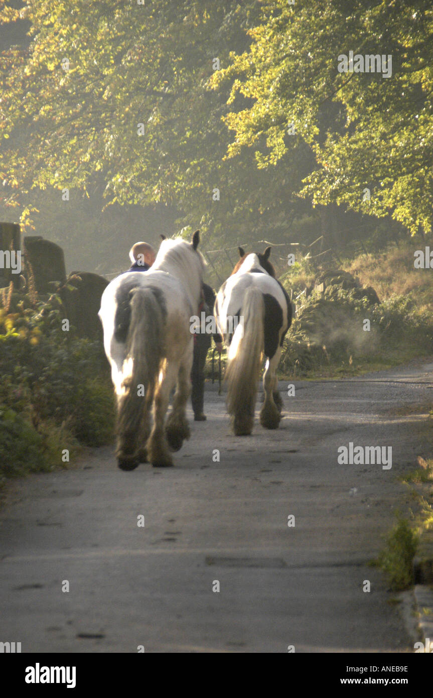 Out to Pasture Stock Photo - Alamy