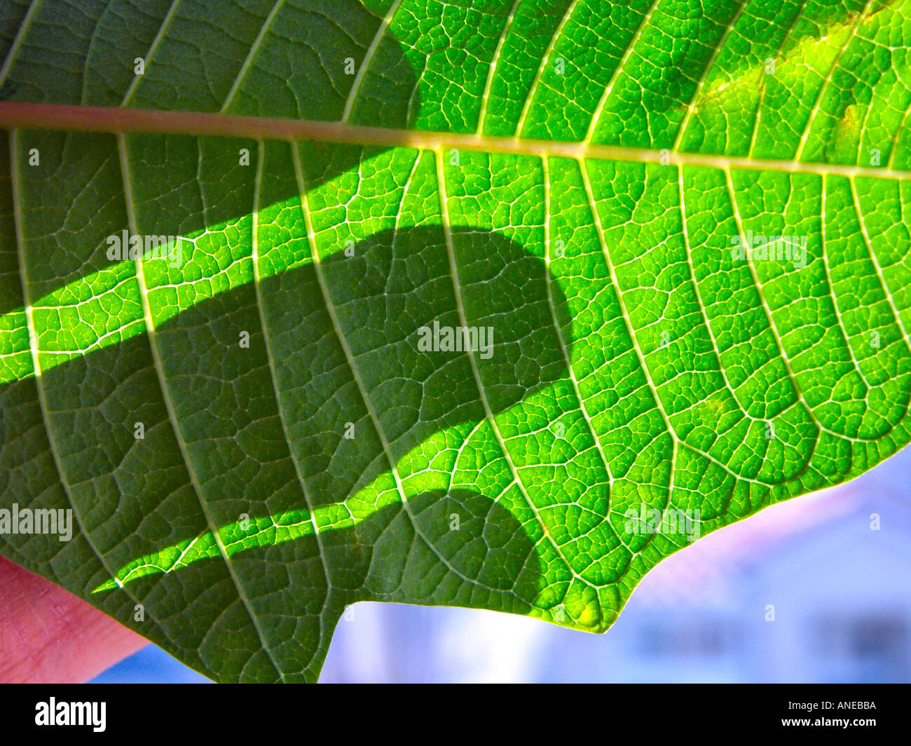 finger shadows on leaf Stock Photo - Alamy