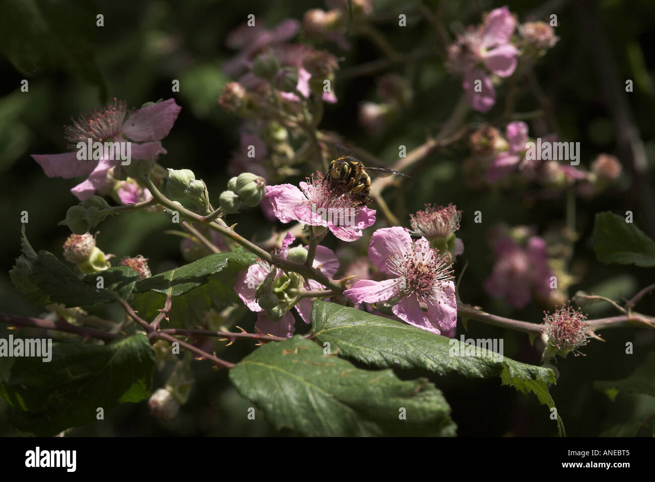 Bramble flower with bee hi-res stock photography and images - Alamy