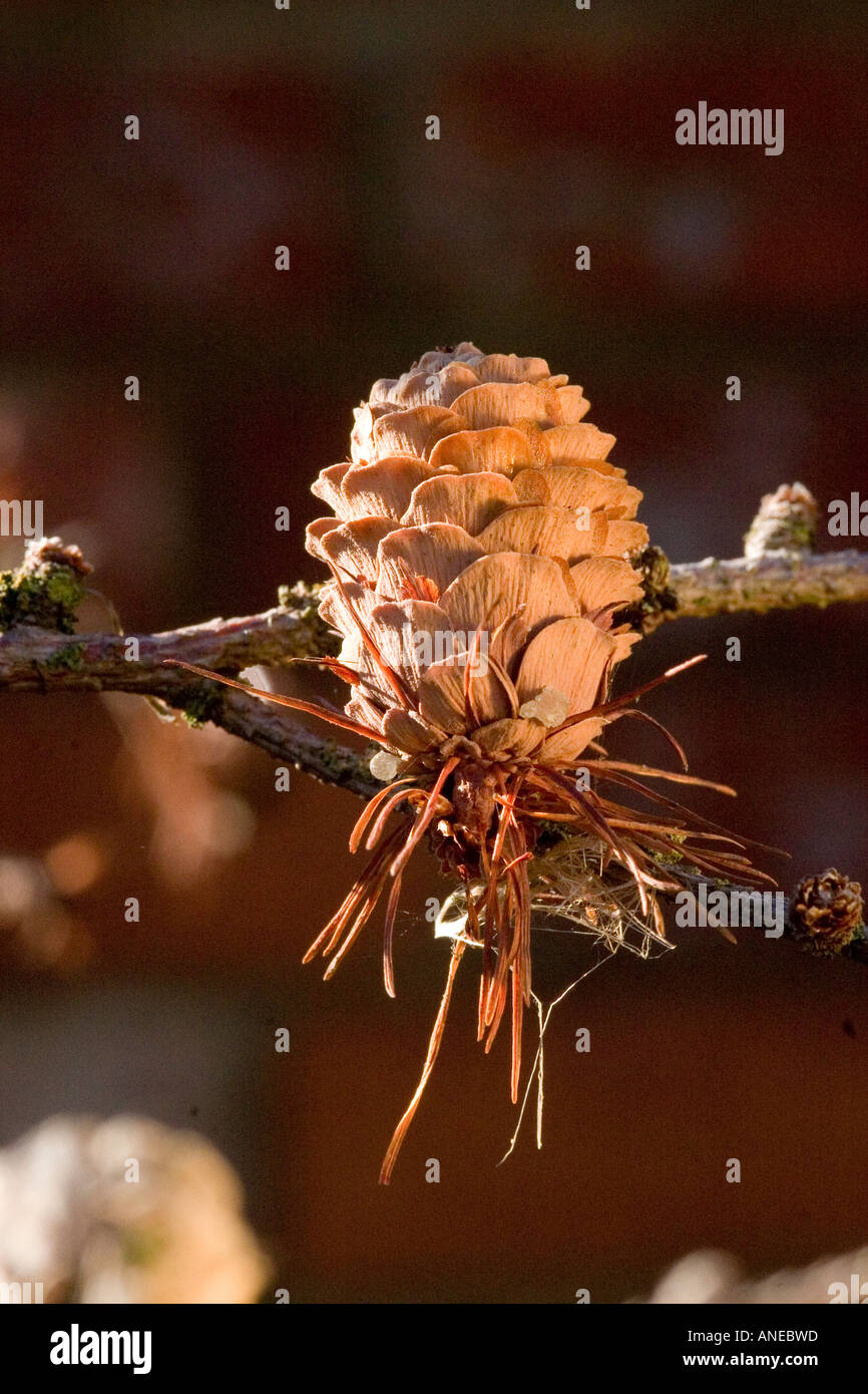 Larch cone hi-res stock photography and images - Alamy