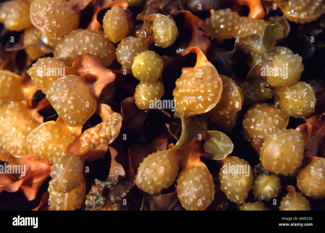 Bladder wrack seaweed hi-res stock photography and images - Alamy