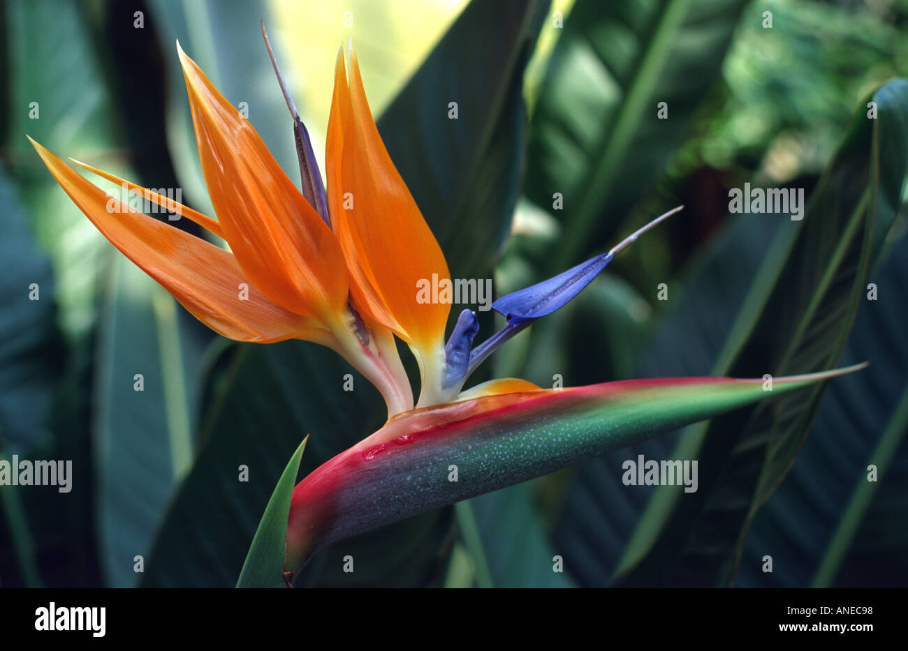 "Bird of paridise" flower Stock Photo - Alamy