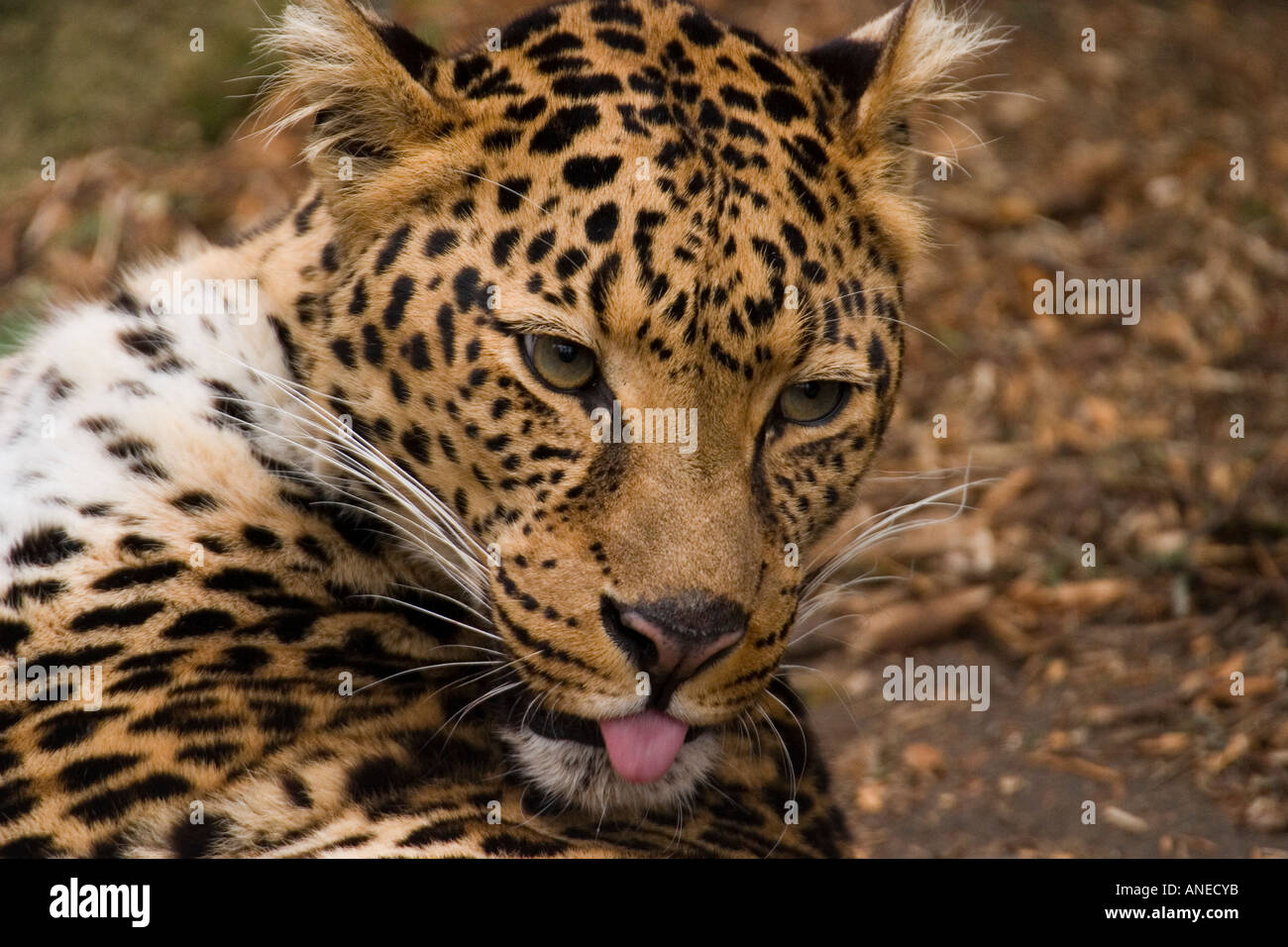 African leopard portrait hi-res stock photography and images - Alamy