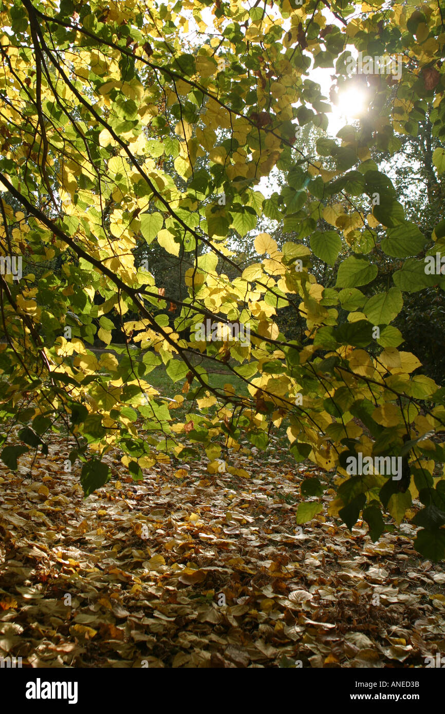 Autumn leaves around the base of a tree Stock Photo - Alamy