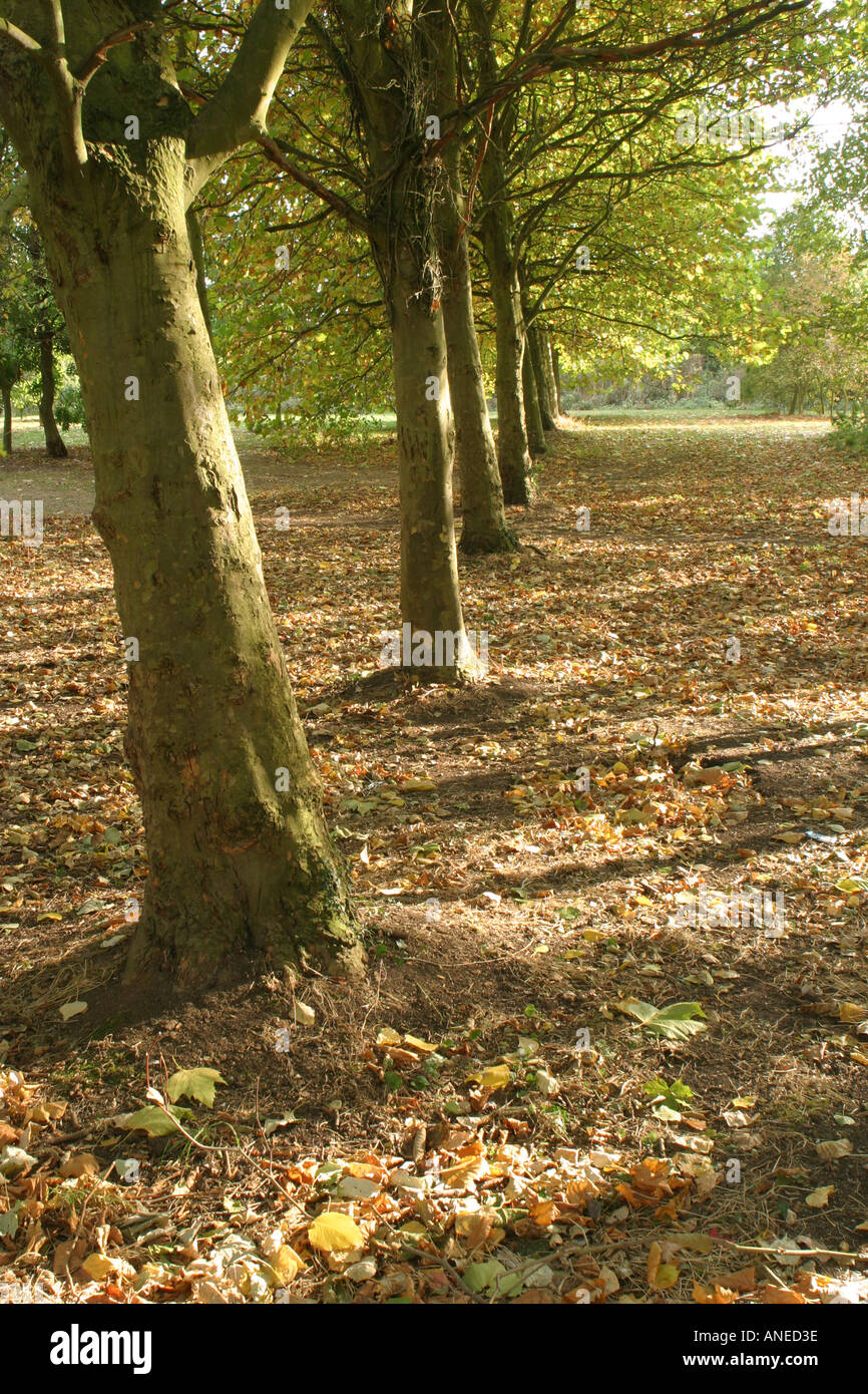 Autumn leaves around the base of an avenue of trees Stock Photo - Alamy