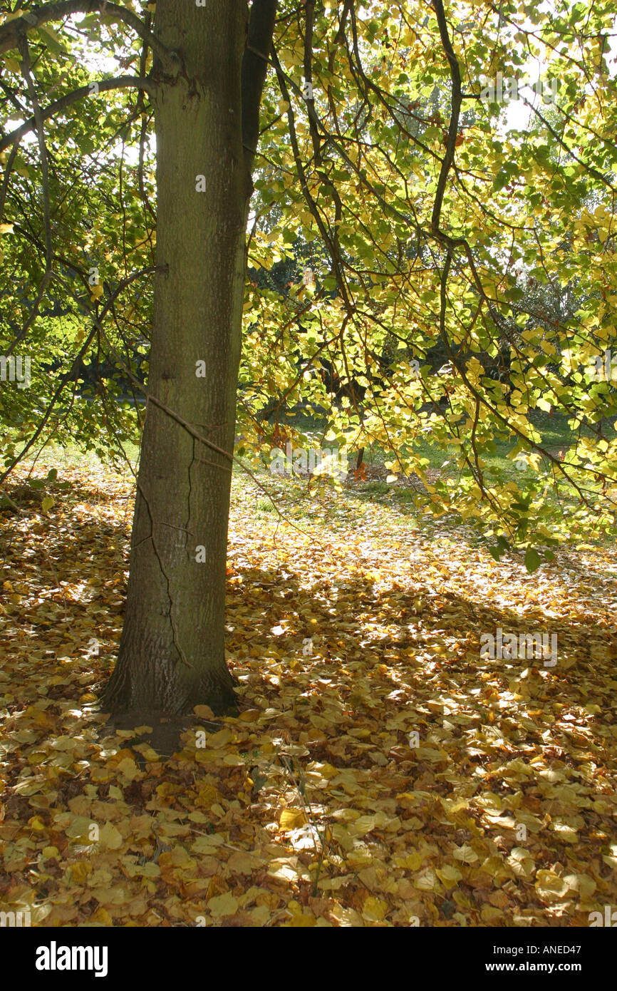Autumn leaves around the base of a tree Stock Photo - Alamy