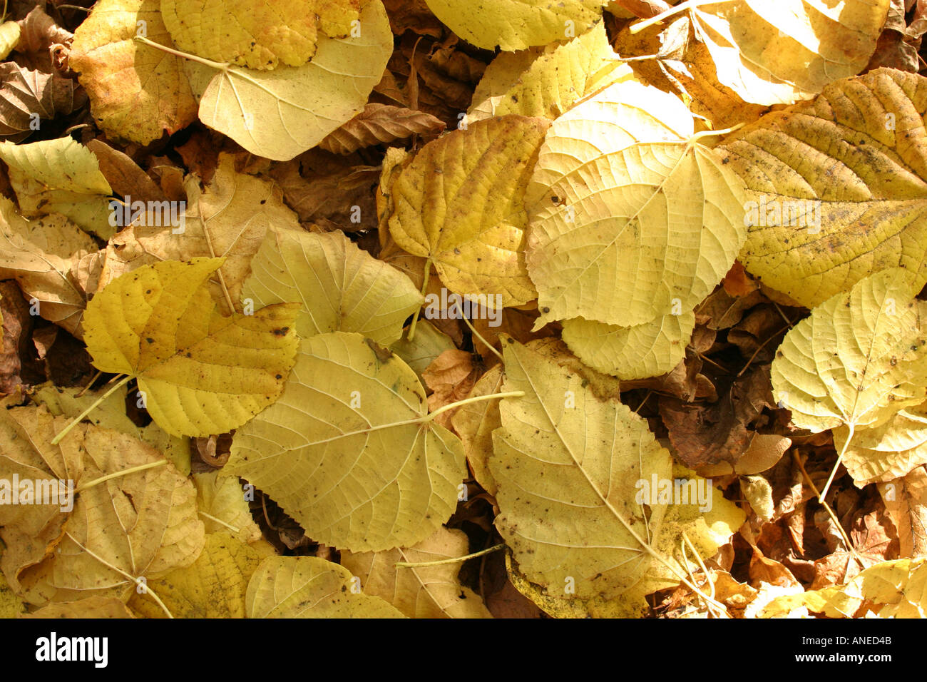 Autumn leaves around the base of a tree Stock Photo - Alamy