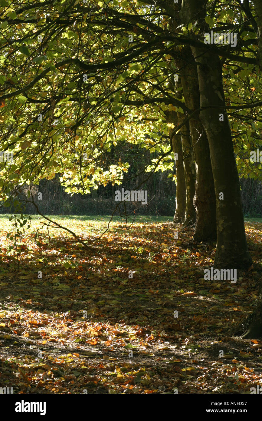 Autumn leaves around the base of a tree Stock Photo - Alamy