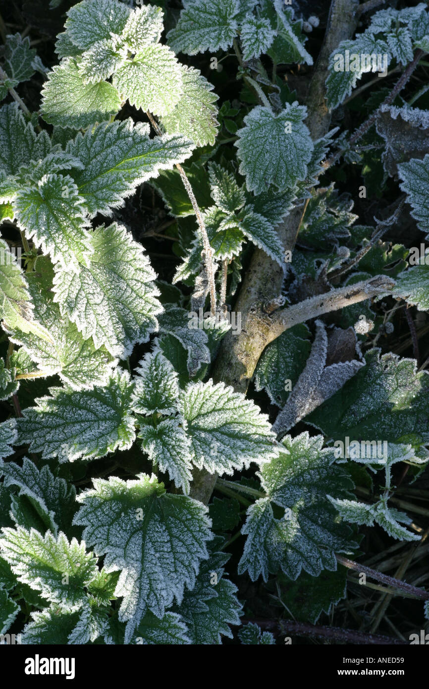 Frost winter frozen nettle hi-res stock photography and images - Alamy
