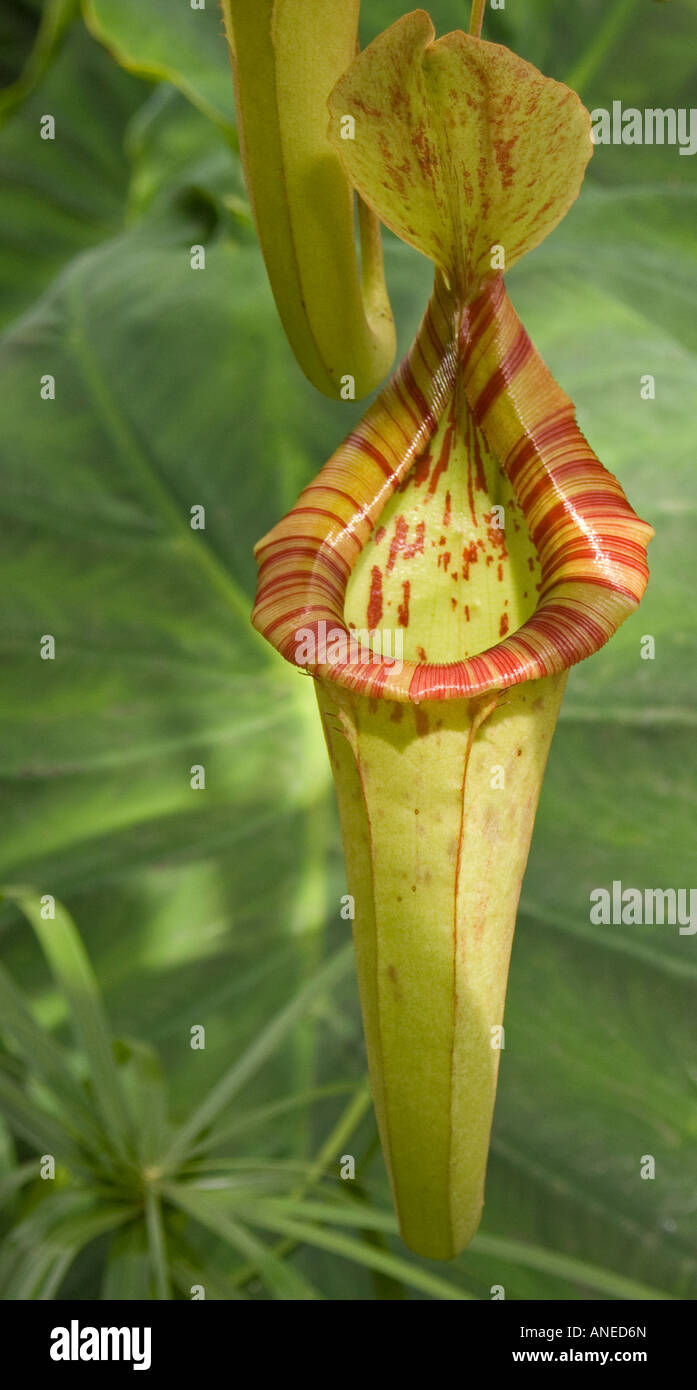 Mixta azata hi-res stock photography and images - Alamy