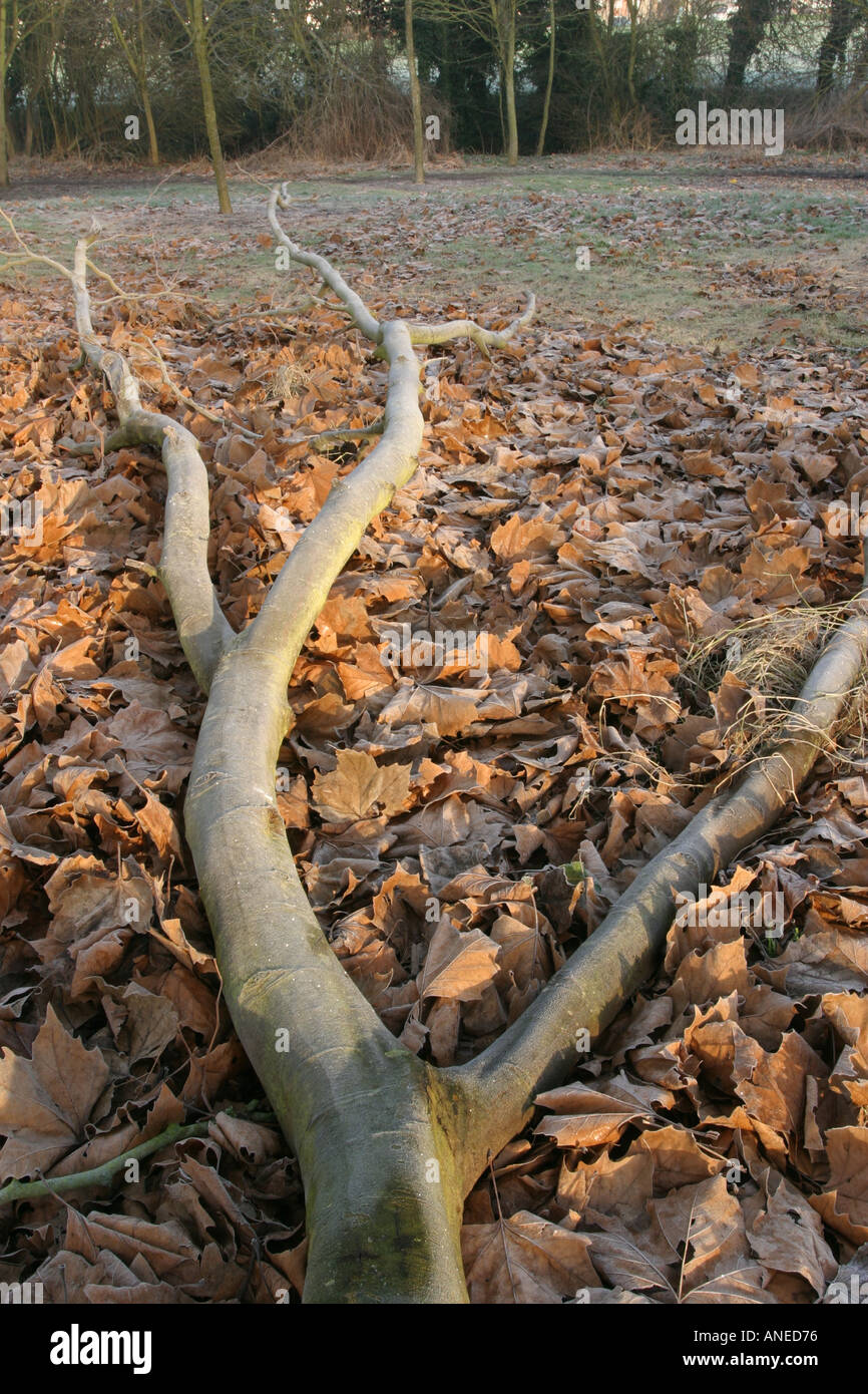 Fallen branch hi-res stock photography and images - Alamy