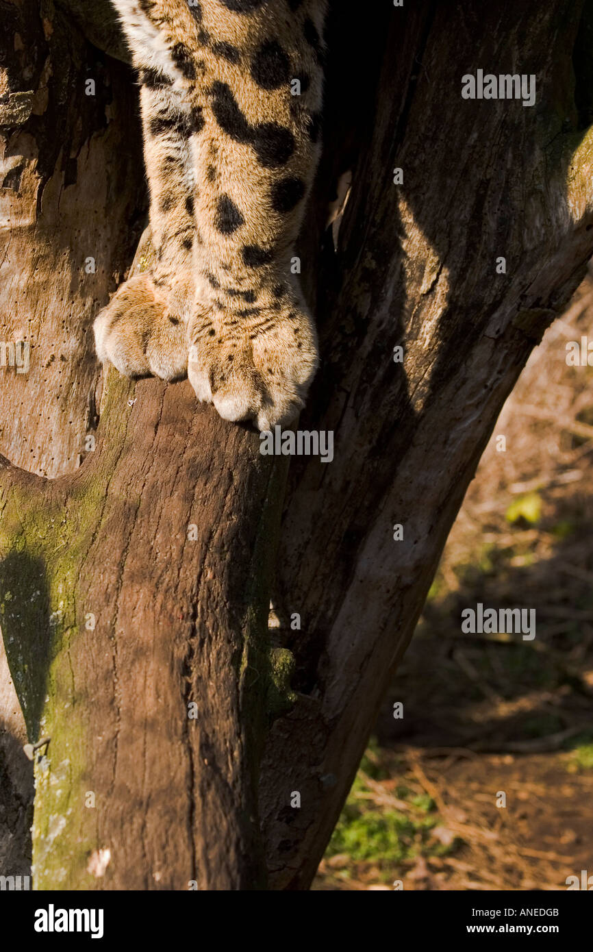 African leopard paws Stock Photo - Alamy