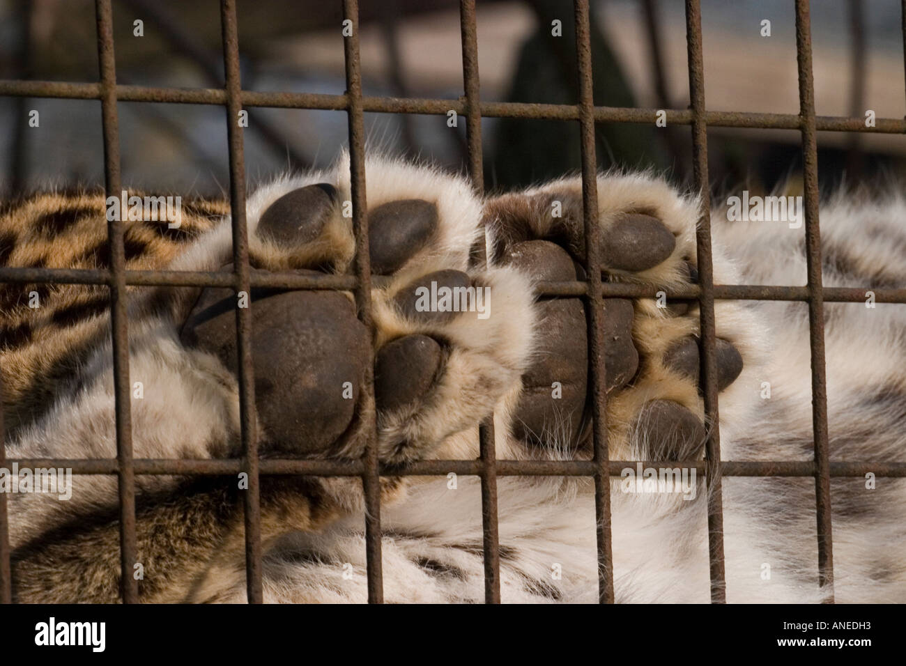 leopard in captivity Stock Photo - Alamy