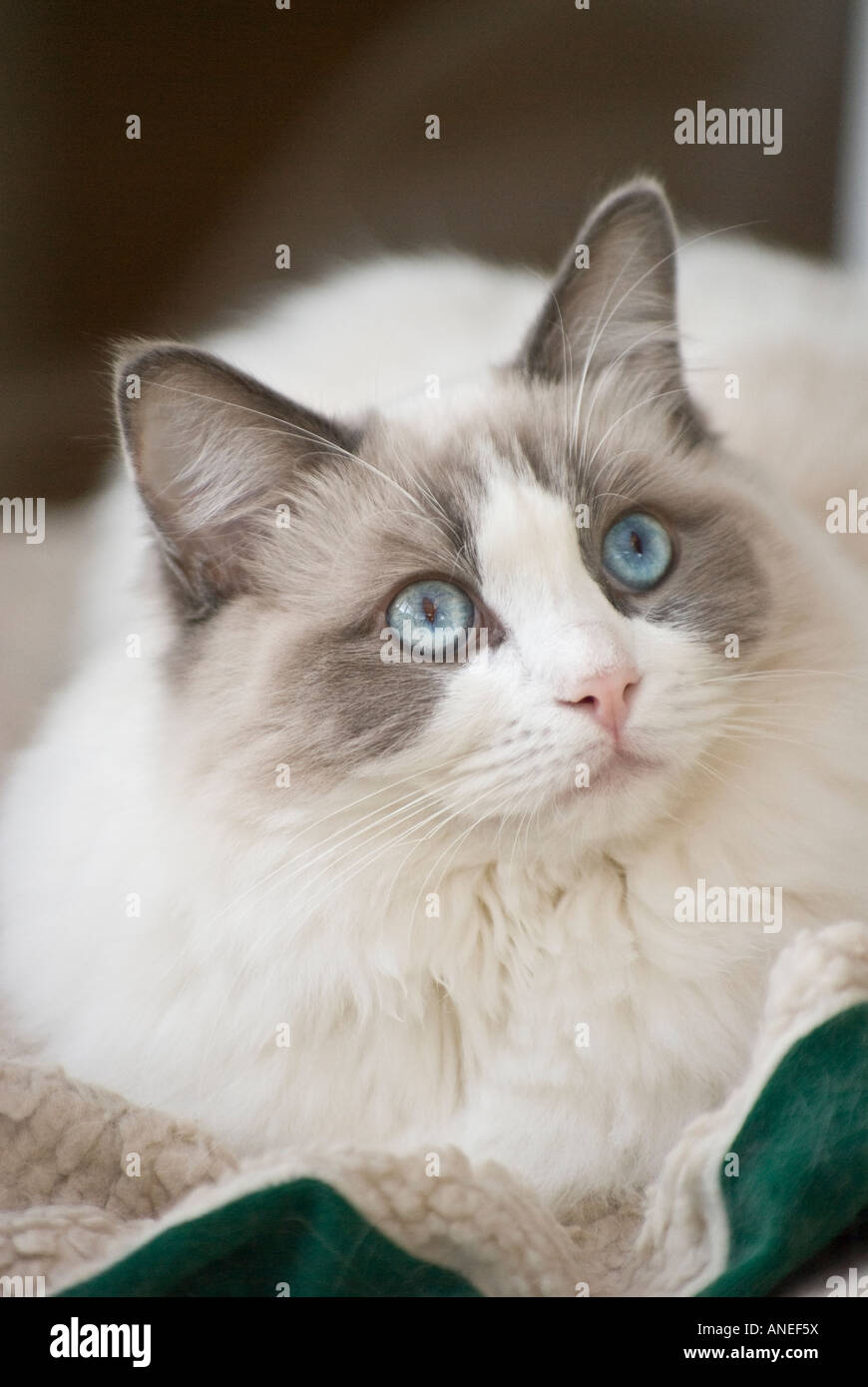 Blue bicolour ragdoll kitten male hi-res stock photography and images ...