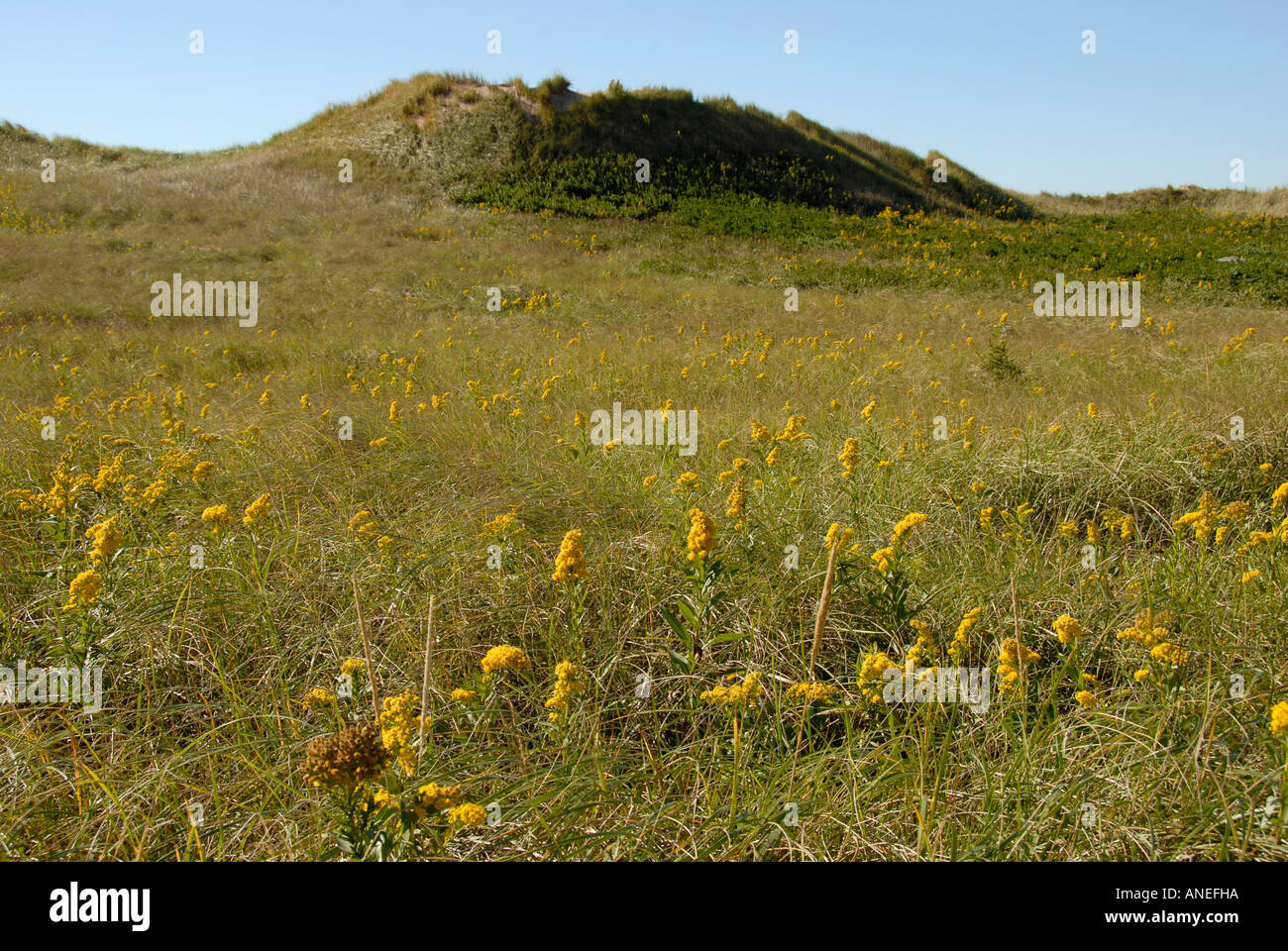 Dunelands wildflowers hi-res stock photography and images - Alamy