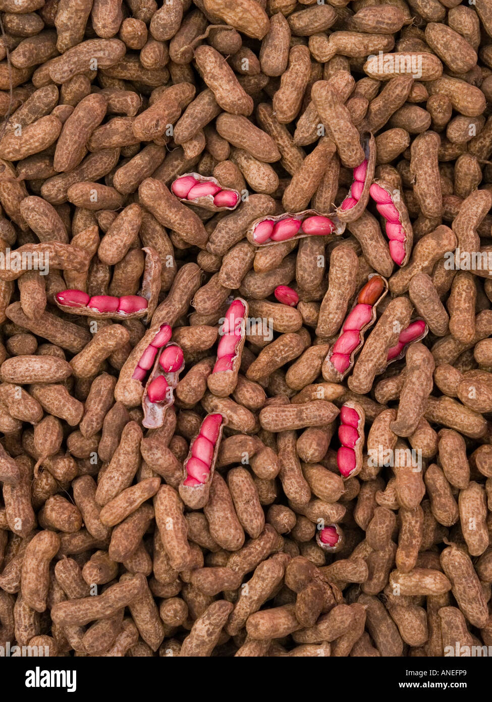 Peanuts in soil hi-res stock photography and images - Alamy