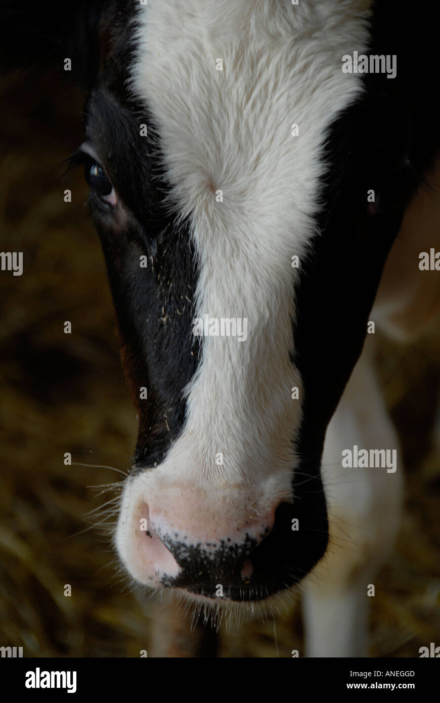 Holstein Cow - Close Up - Cavendish, Prince Edward Island - Canada ...