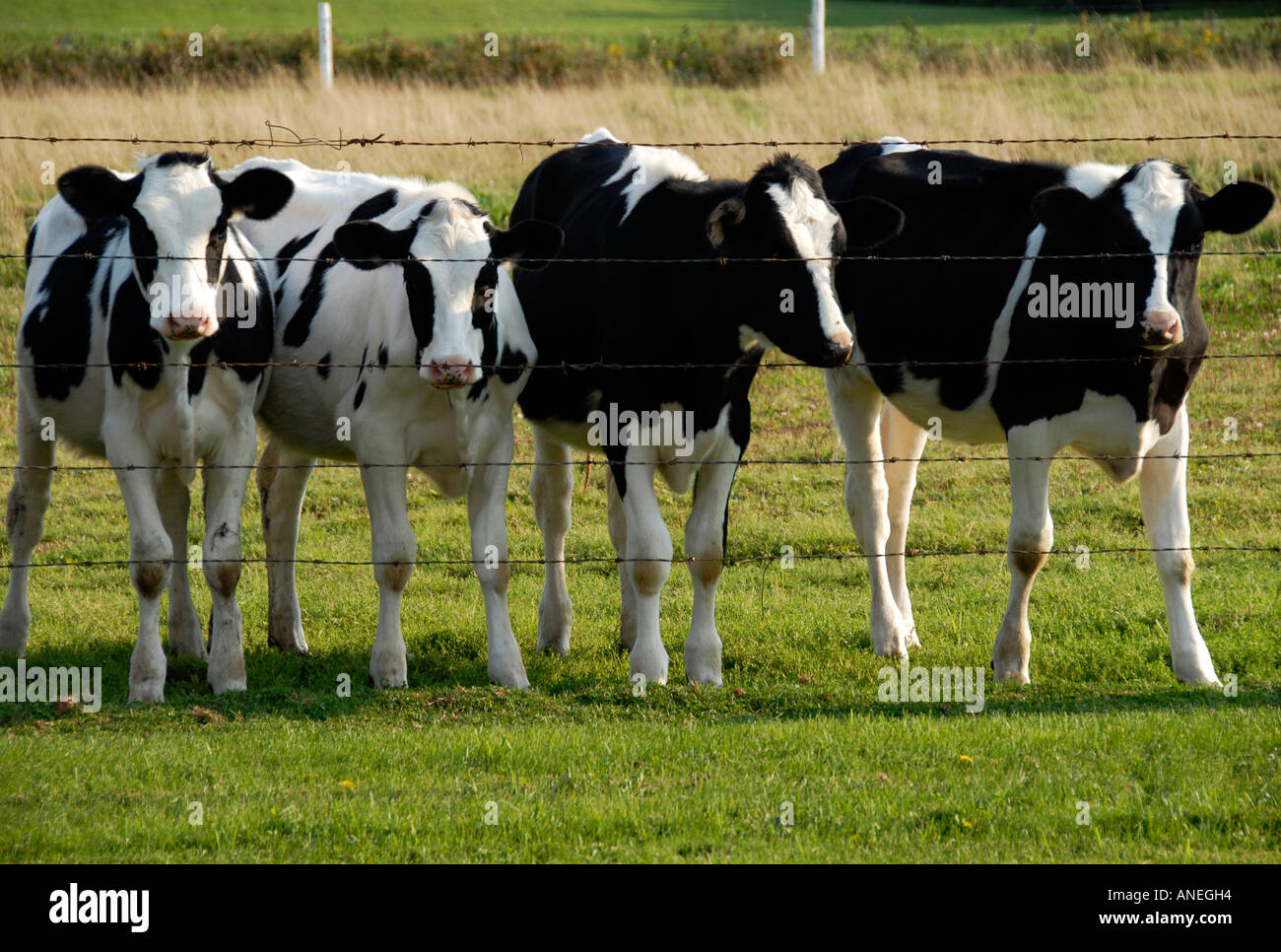 Holstein cows cavendish prince edward hi-res stock photography and ...