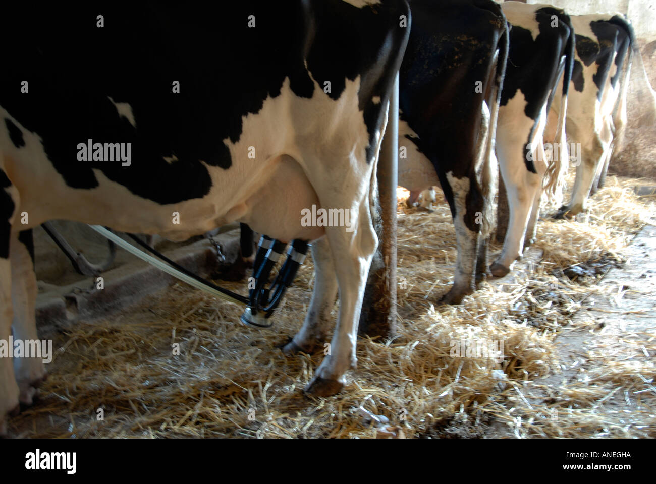 Cavendish pei cows hi-res stock photography and images - Alamy