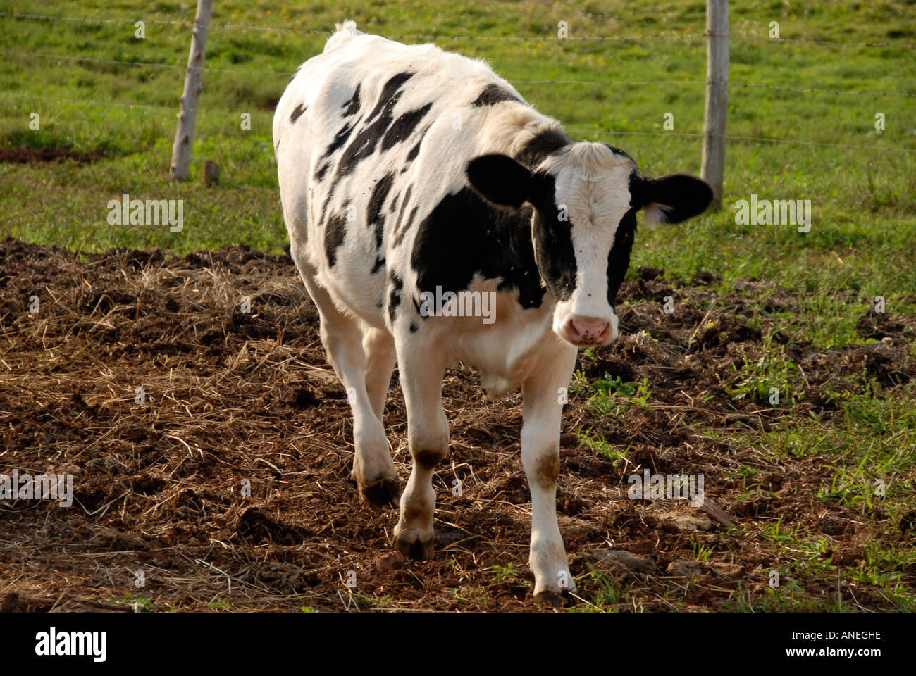 Cavendish pei cows hi-res stock photography and images - Alamy