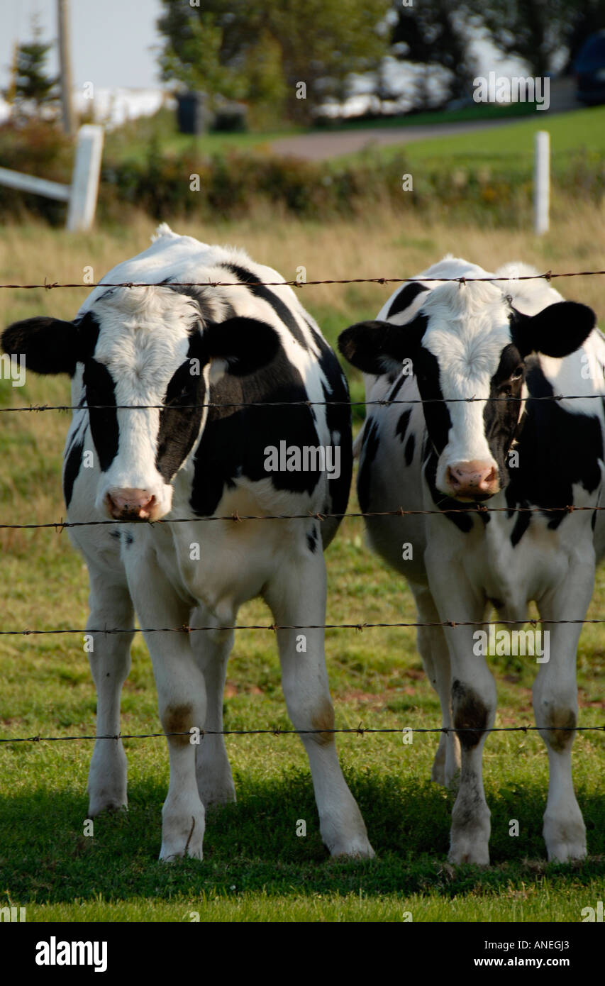 Cavendish pei cows hi-res stock photography and images - Alamy