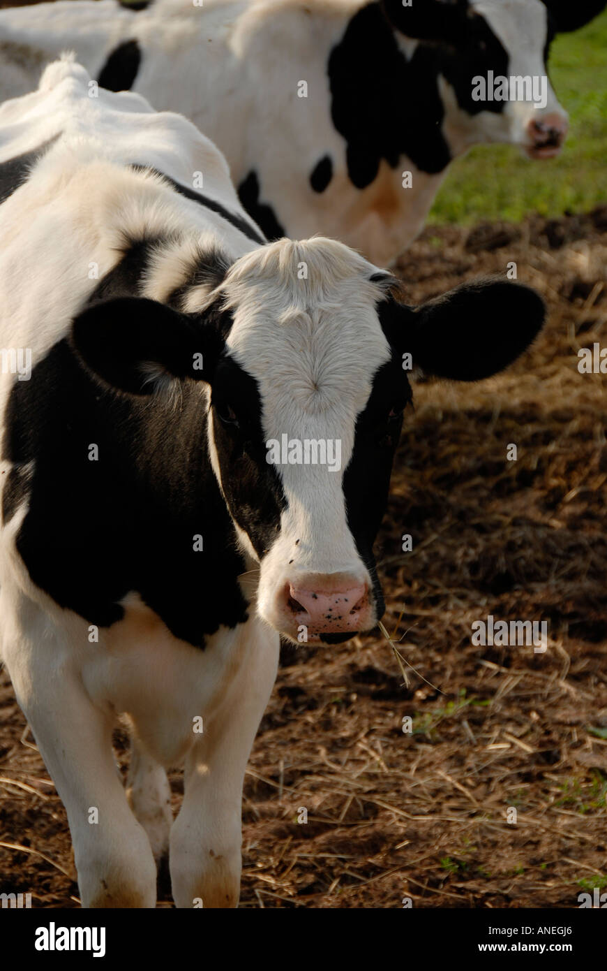 Cavendish pei cows hi-res stock photography and images - Alamy