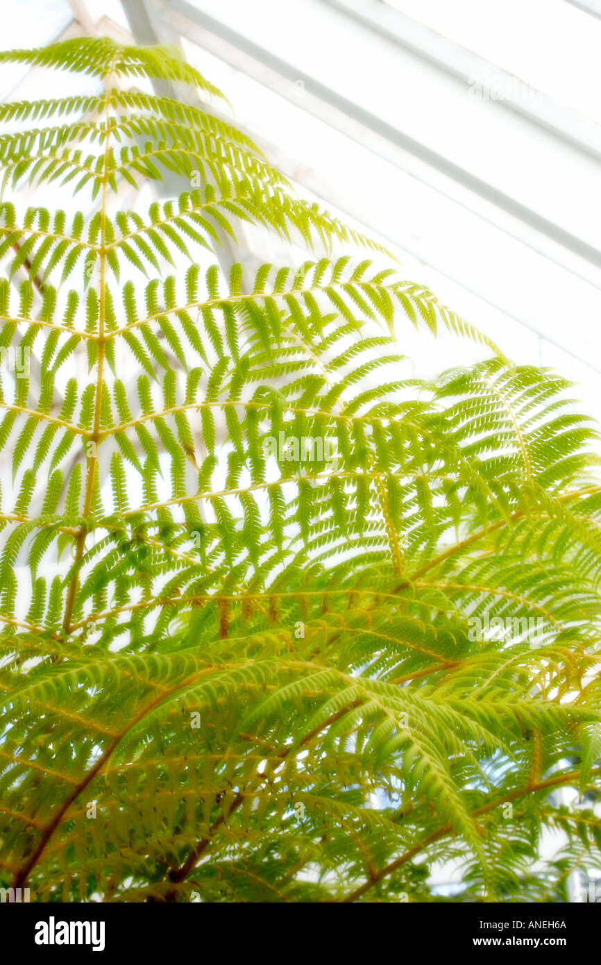 Exotic tropical soft tree fern hi-res stock photography and images - Alamy