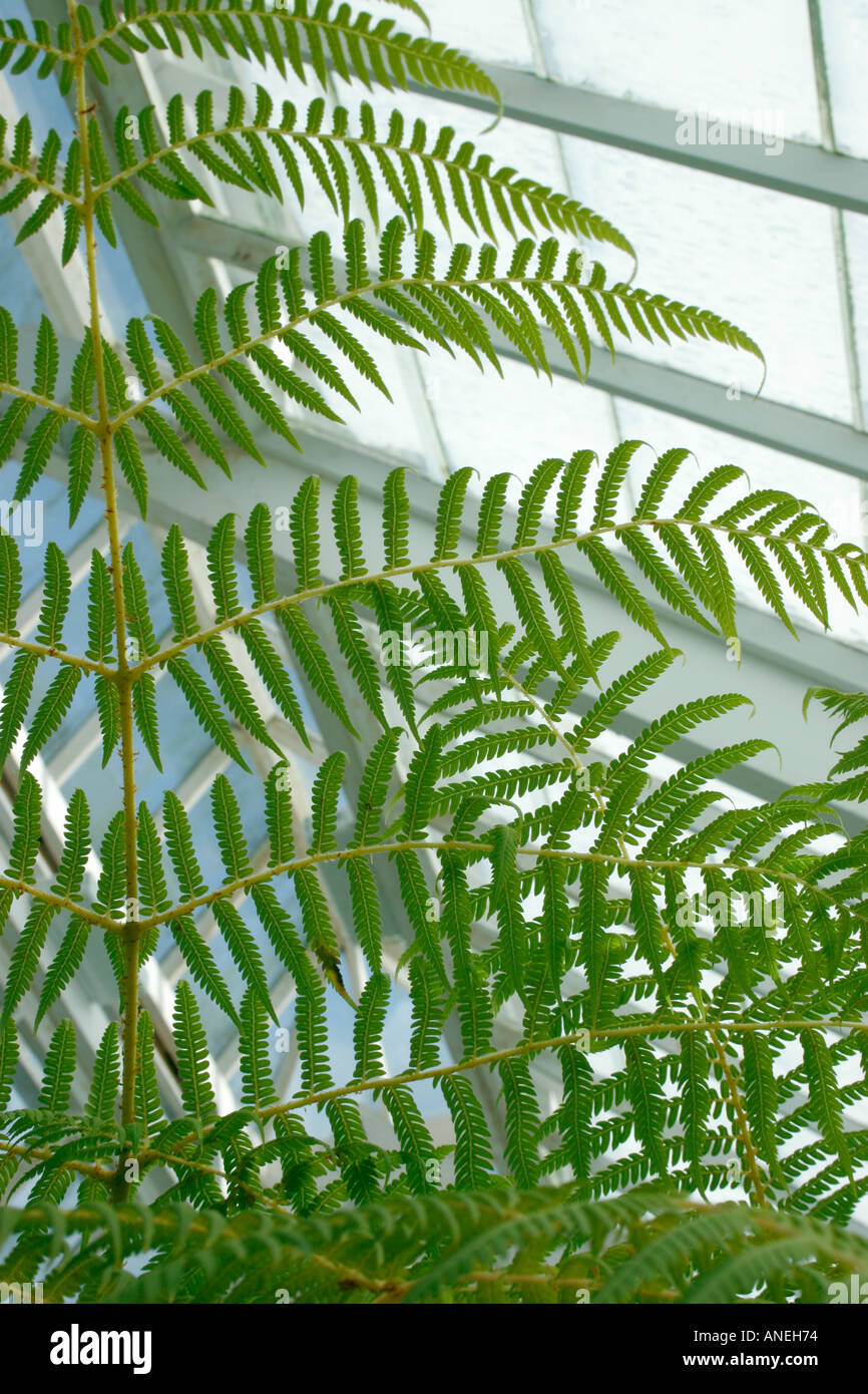 Primeval treeferns hi-res stock photography and images - Alamy