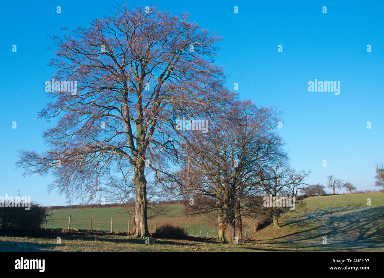 Season Winter JANUARY Beech Tree Through the Year 1 of 12 Stock Photo ...