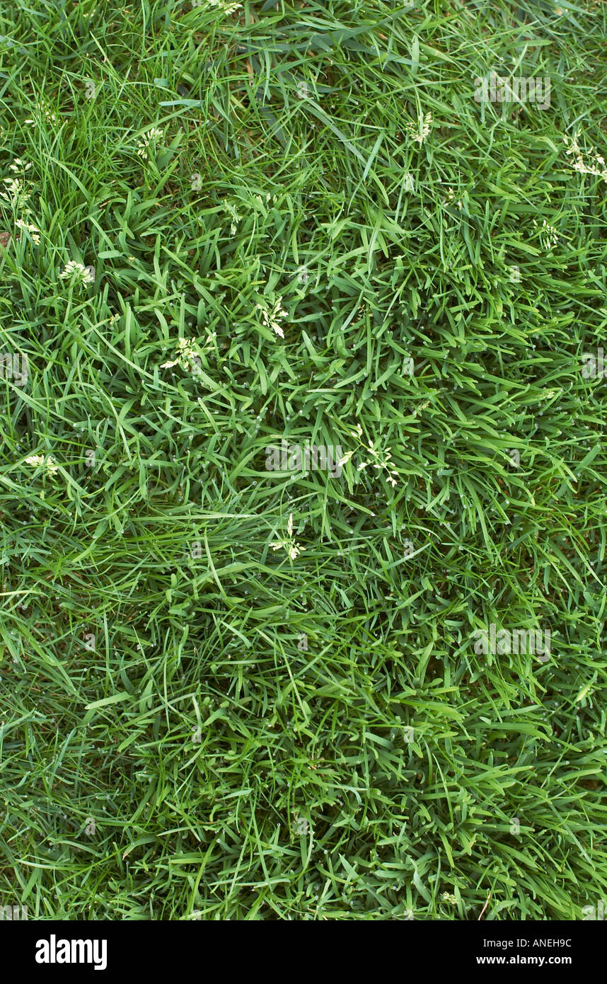 David english grass green texture natural organic growing hi-res stock ...